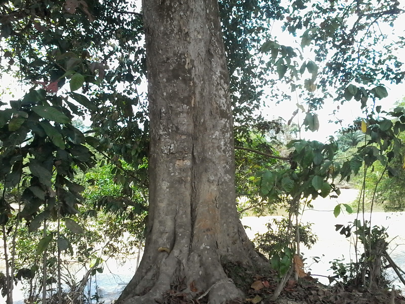 Azram Sulong: buah sentul