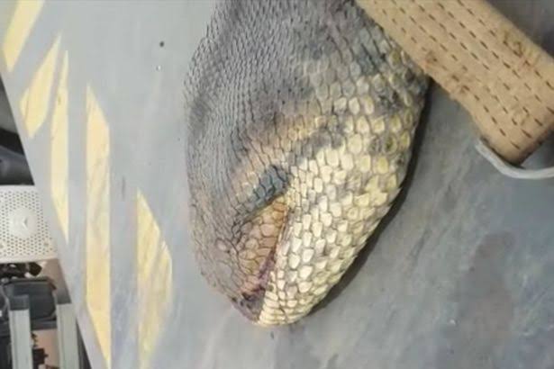 Terrifying 33ft anaconda discovered lurking in caves near dam ...