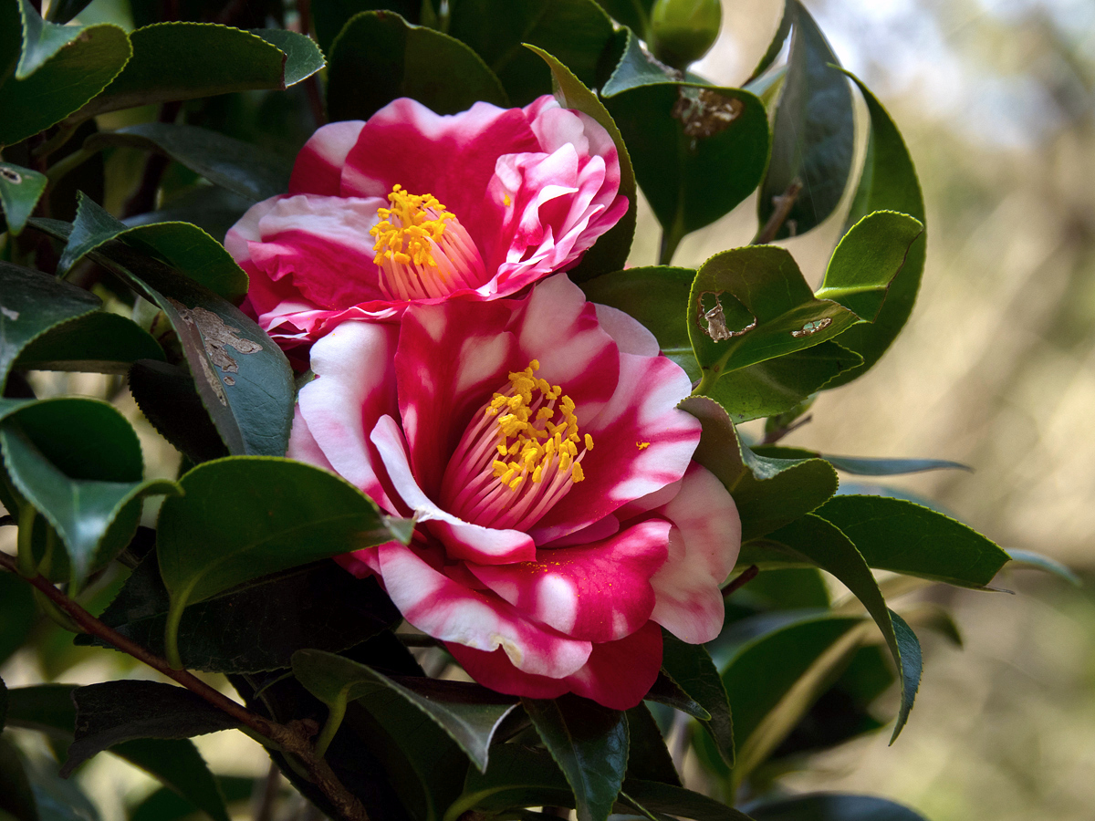FROM THE GARDEN OF ZEN: Tsubaki (camellia) flowers: Engaku-ji
