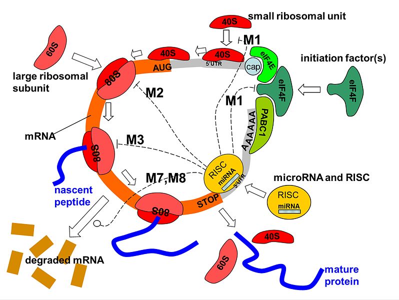 The Arts Sciences And Medicine Mirna And Cancer