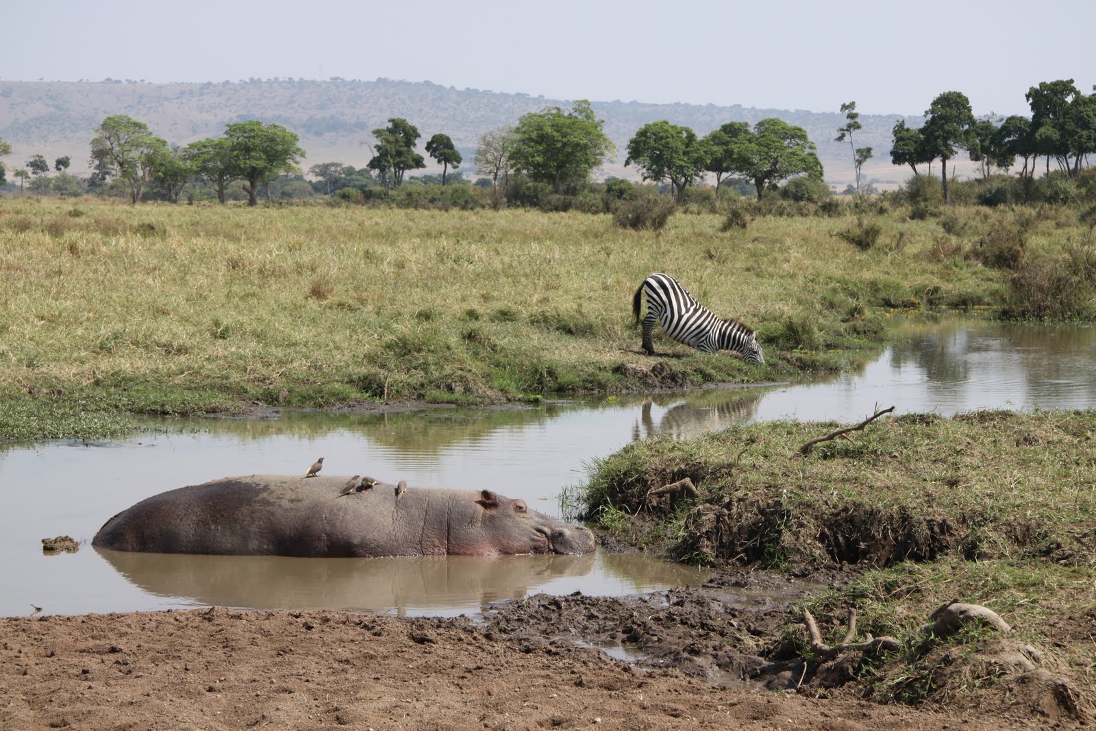 Rivers of Mount Kenya ~ Great Mountain