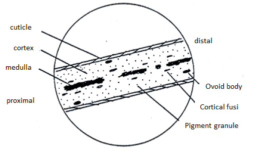 19.Do you understand your hair structure?