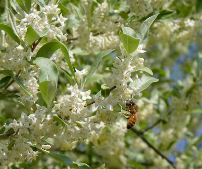Dendroica: Autumn Olive in Bloom