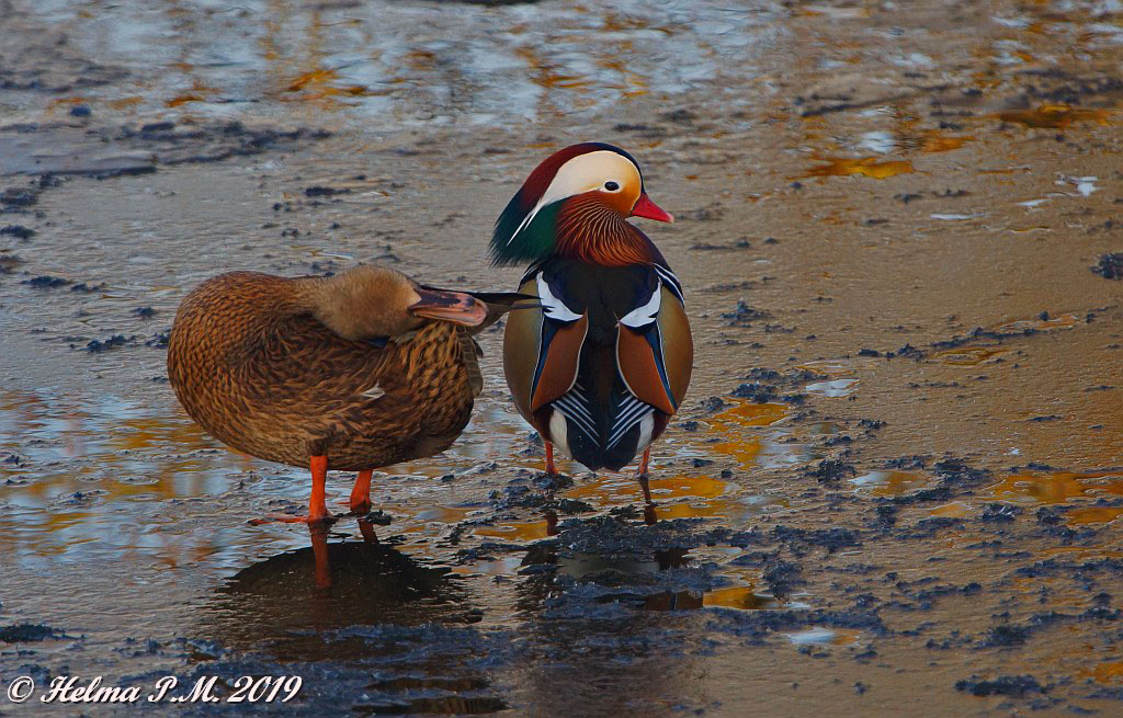 Helma's natuurfoto's: Mandarijneend - Aix galericulata..................