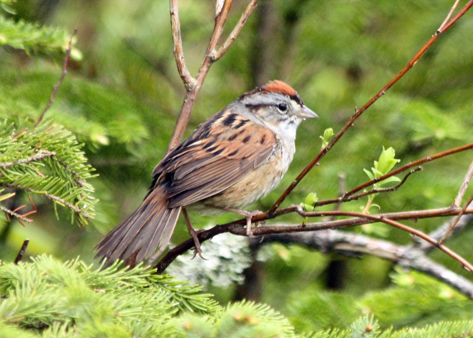 Sparrows of Summer - Various Bird Species