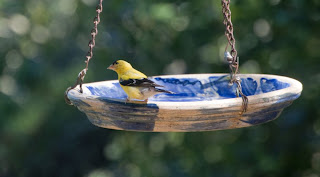 Teratology: Native Birds of Cape Cod