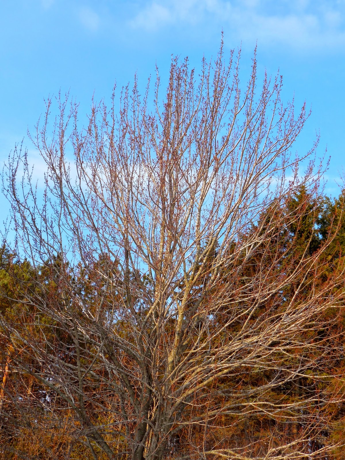 Art's Bayfield Almanac: A GOOD MOVIE, SNOWPLOWING AND SWELLING RED ...