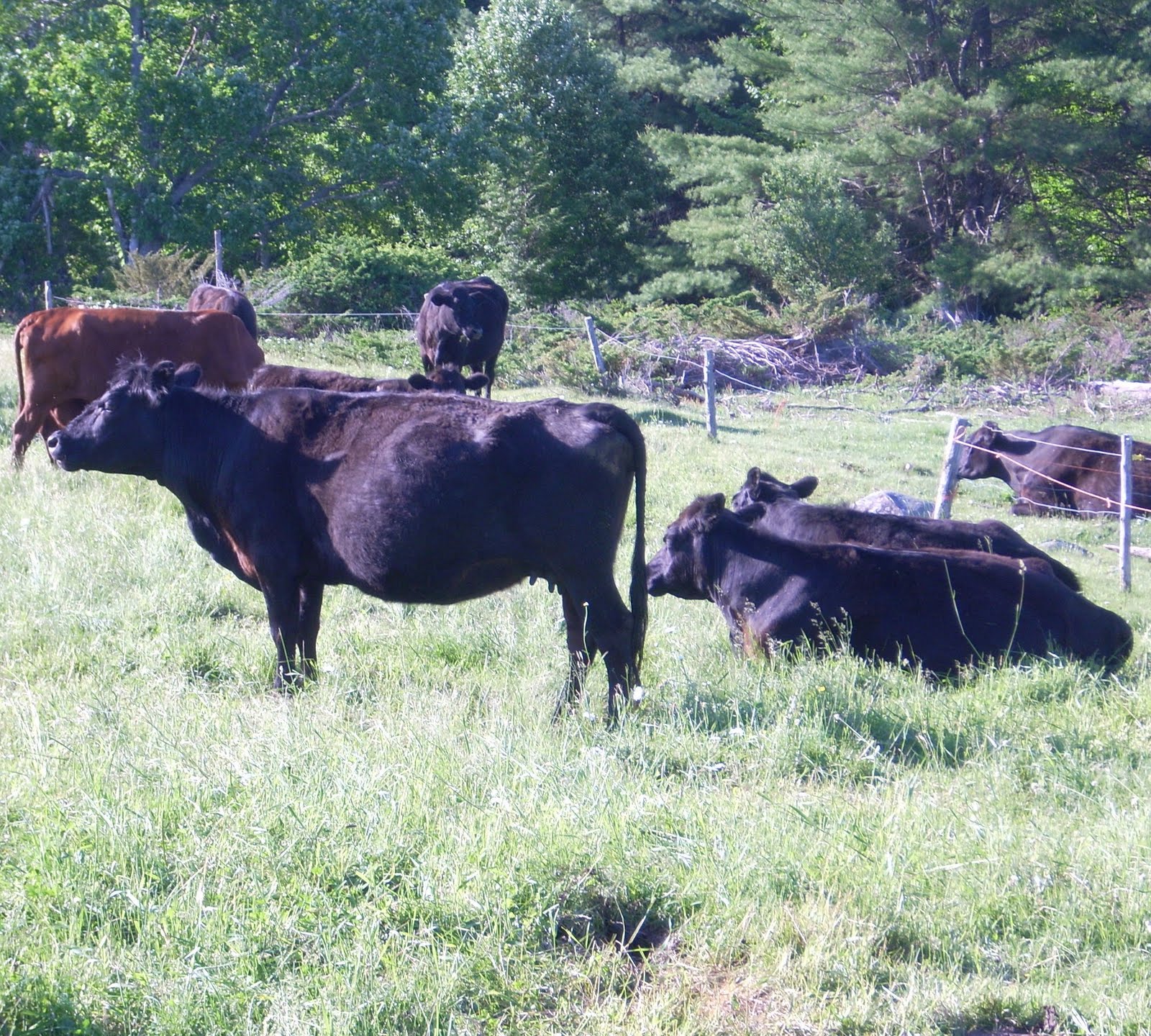 Tehachapi Pete: Local cows....