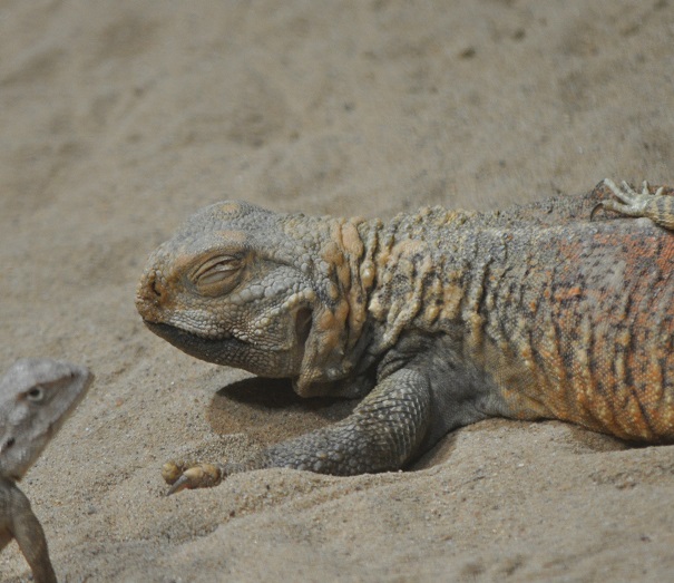 ZOOTOGRAFIANDO (6.100 ANIMALS): LAGARTO DE COLA ESPINOSA IRAQUÍ / IRAQI ...