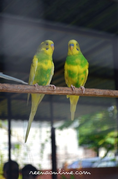 Reena's Online: Burung Baji / Budgie Bird