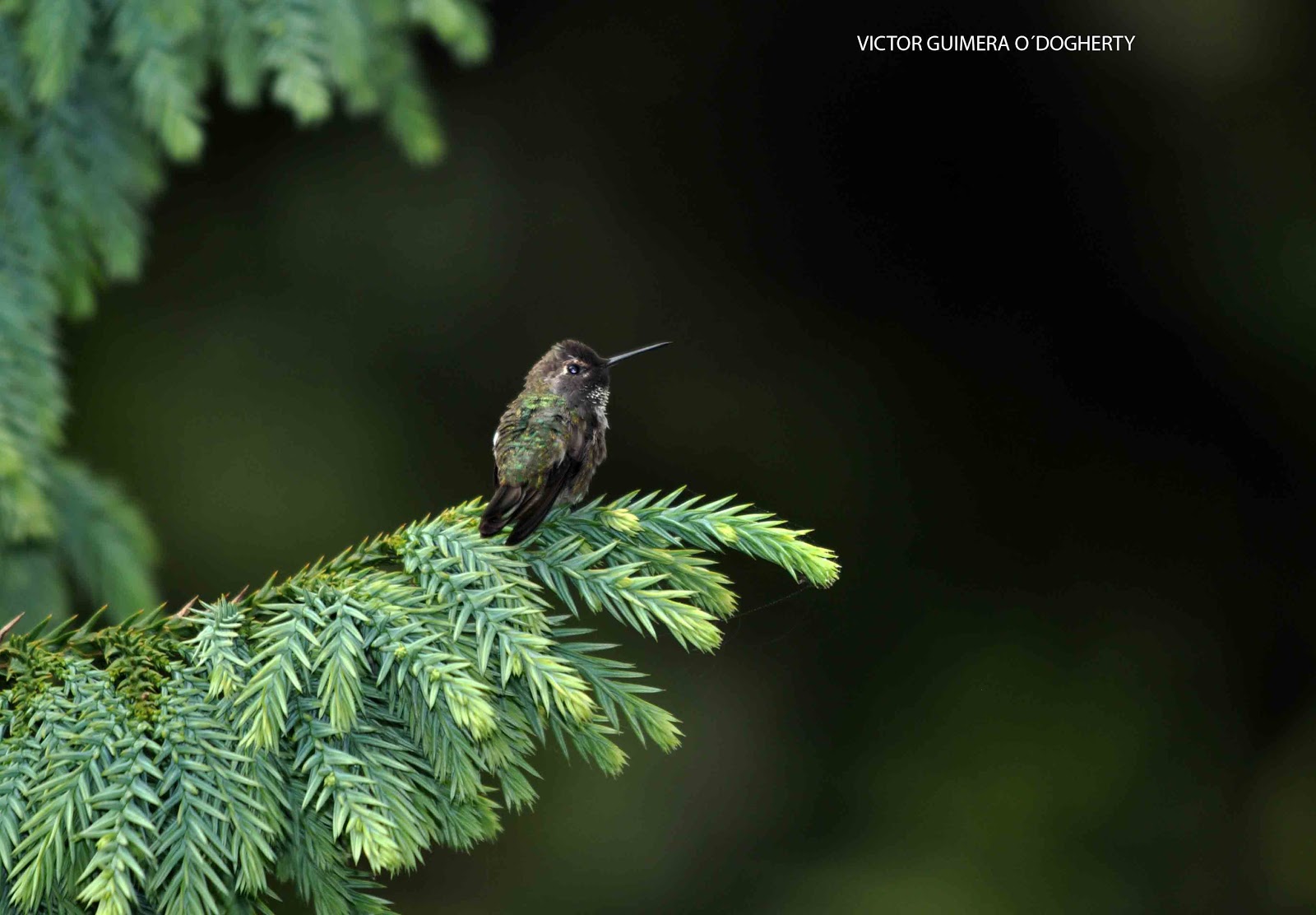 Mis imágenes de aves: COLIBRI DE ANA