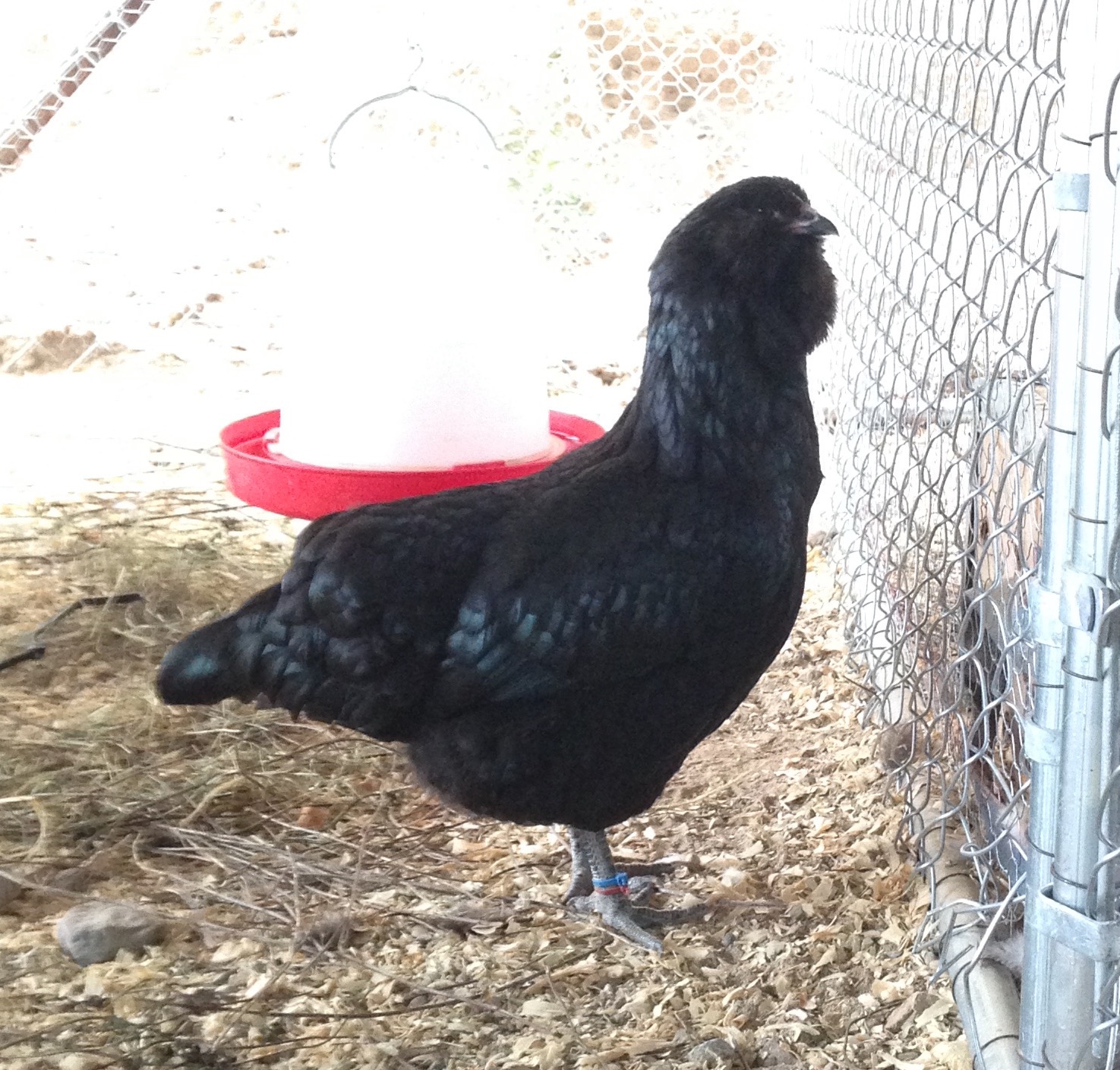 The Edible Garden: Tucson Poultry, Pigeon and Fancy Fowl Show
