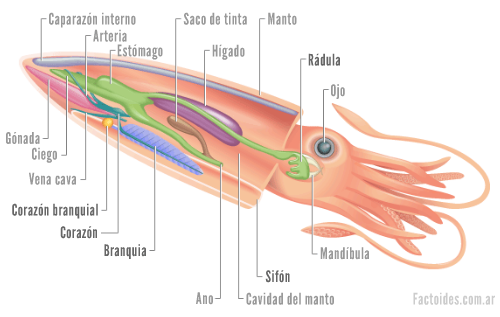 ¿Sabías que el Calamar tiene 3 corazones? ~ INTELECTO CURIOSO
