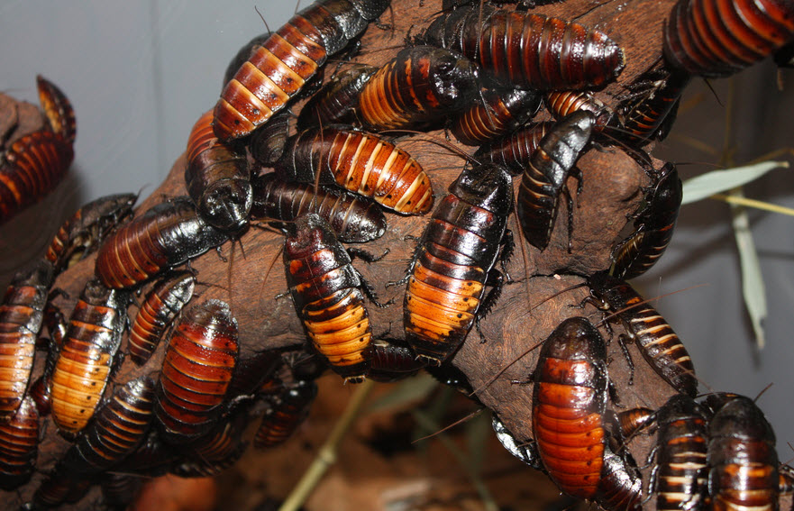 Madagascar Cockroach | The Biggest Animals Kingdom