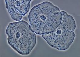 2A - FOTOS REALES DE CÉLULAS EUCARIOTAS ~ ROCKING BIOLOGY