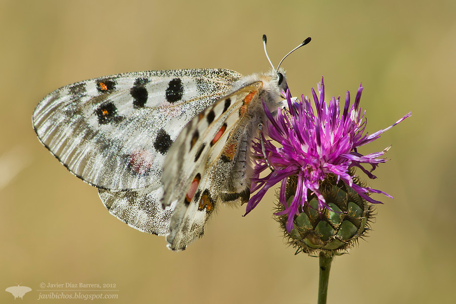 Bichos y plantas de León: Apolo