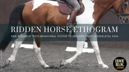 Fran Jurga`s Hoofcare + Lameness: Ridden Horse Ethogram: New Sue Dyson ...