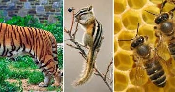 Retired--Now What?: Striped Animals Addendum