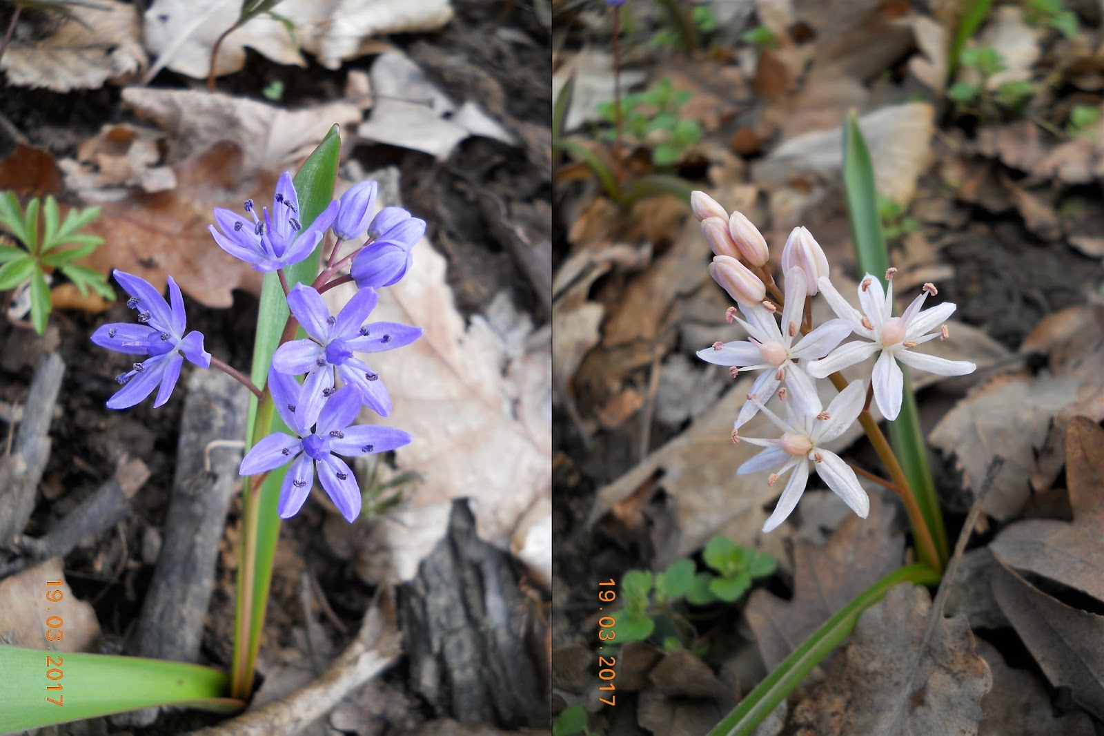 AdrianaFlora: Viorele albe, roz, violet