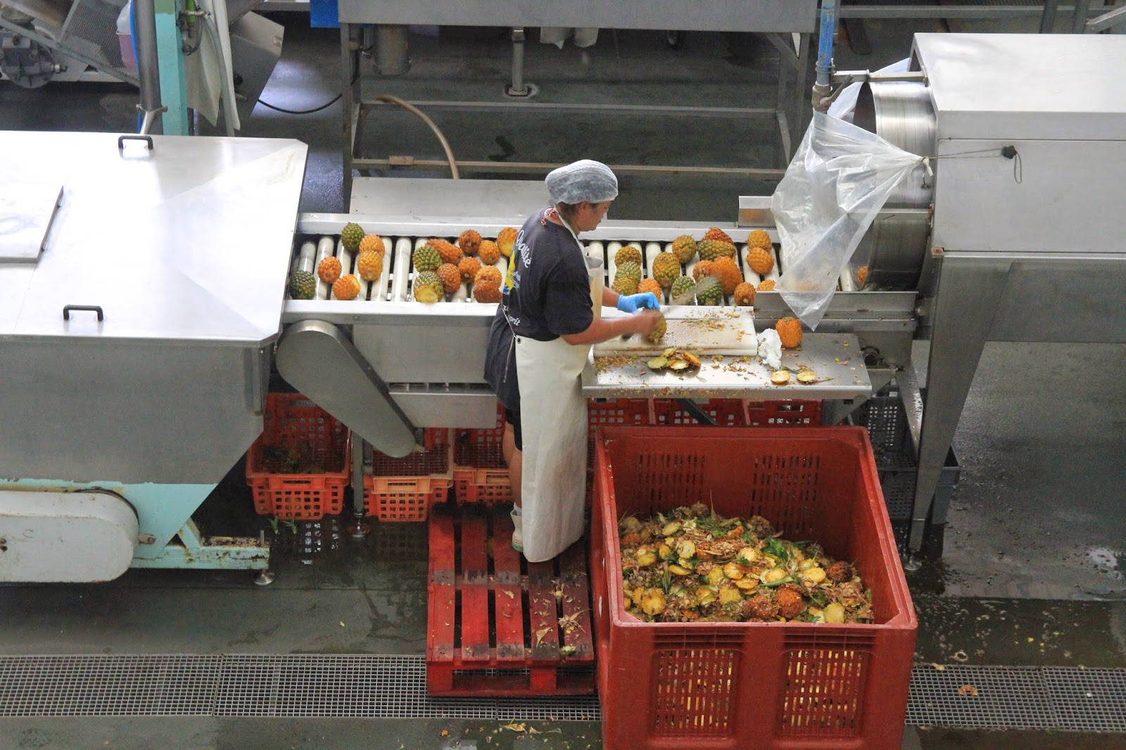Les Lou's en Polynésie Française: Moorea : l'usine rotui