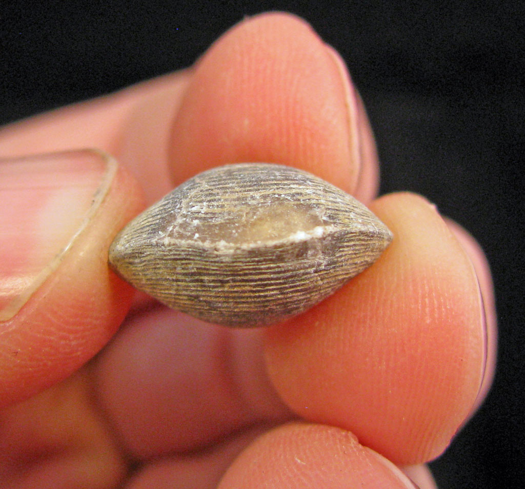 Views of the Mahantango: Athyris concentrica brachiopod from Eifel, Germany