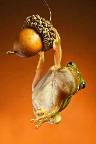 iPhoneZone: 20+ Most Beautiful Examples of Frog Wallpapers for iPhone