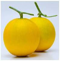 makalah: Agroklimat Melon