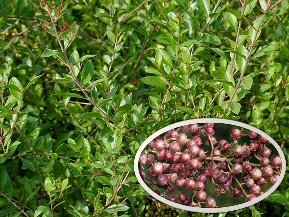 PLANTAS MÁGICAS: LA HENNA Y EL ARTE DEL TATUAJE TEMPORAL