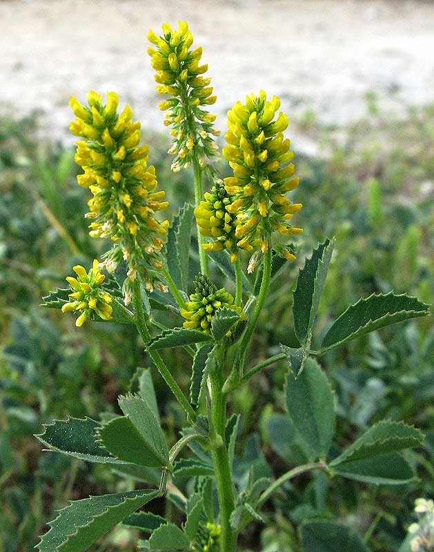 Flora Attica: Melilotus indicus