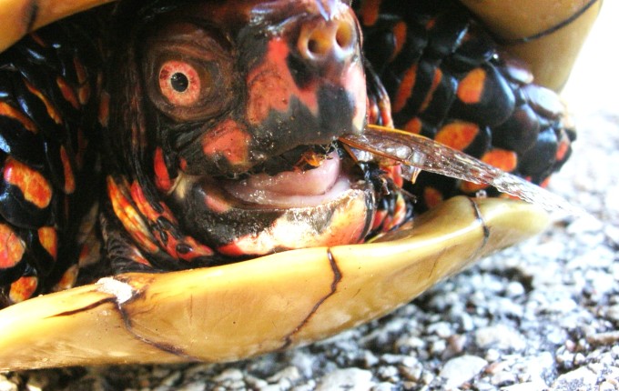 Divinebunbun's Rugged Rural Missouri: End of the Cicadas