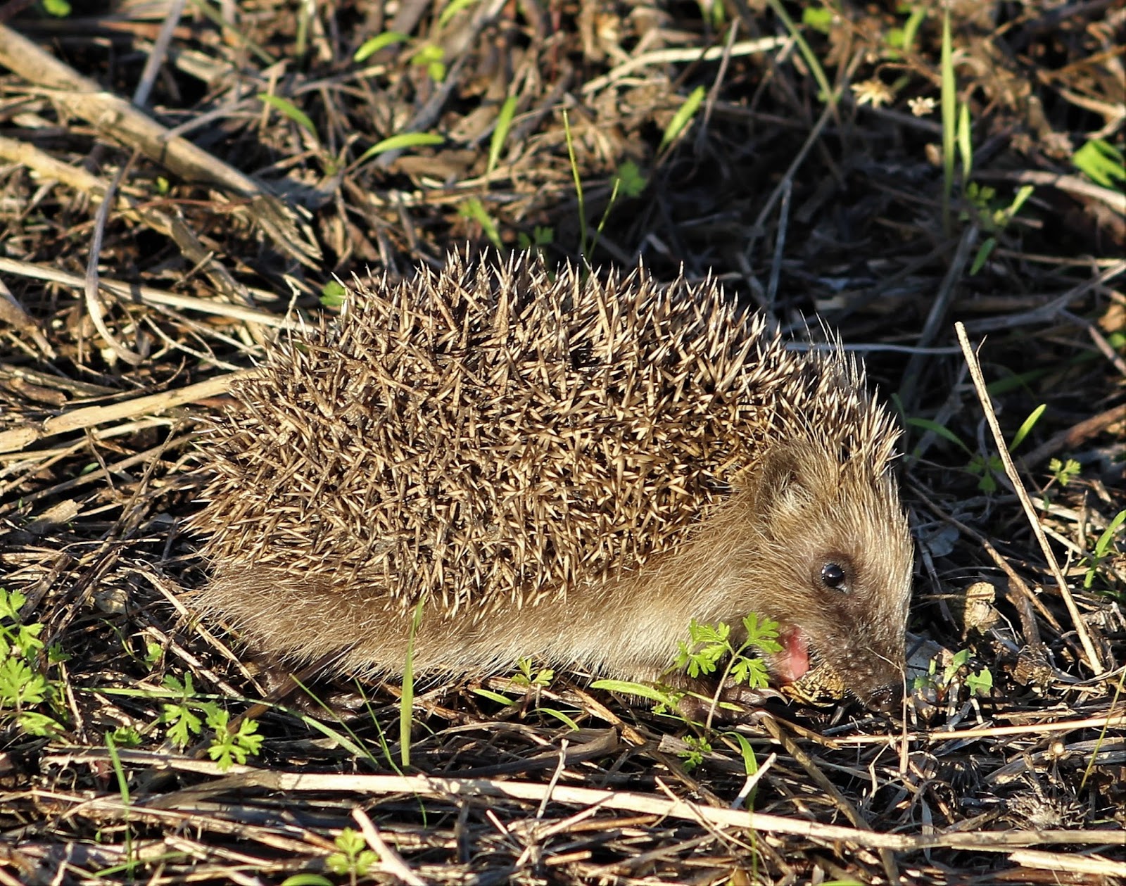 Imagens da vida animal: Ouriço-cacheiro (Erinaceus europaeus) (Dieta)