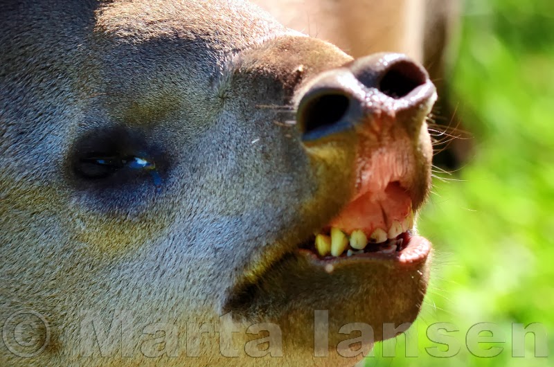 Captando a Luz: Retratos de uma anta