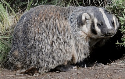 Michoacan Blog: Fauna de Michoacan