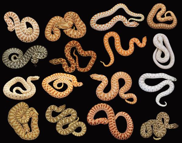 Snakes: WESTERN HOGNOSE SNAKE