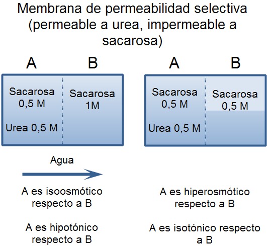 B.log.ia 2.0: Fisiología del agua y los electrolitos