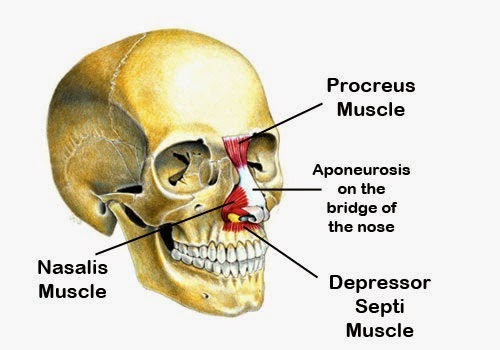 muscles of facial expression