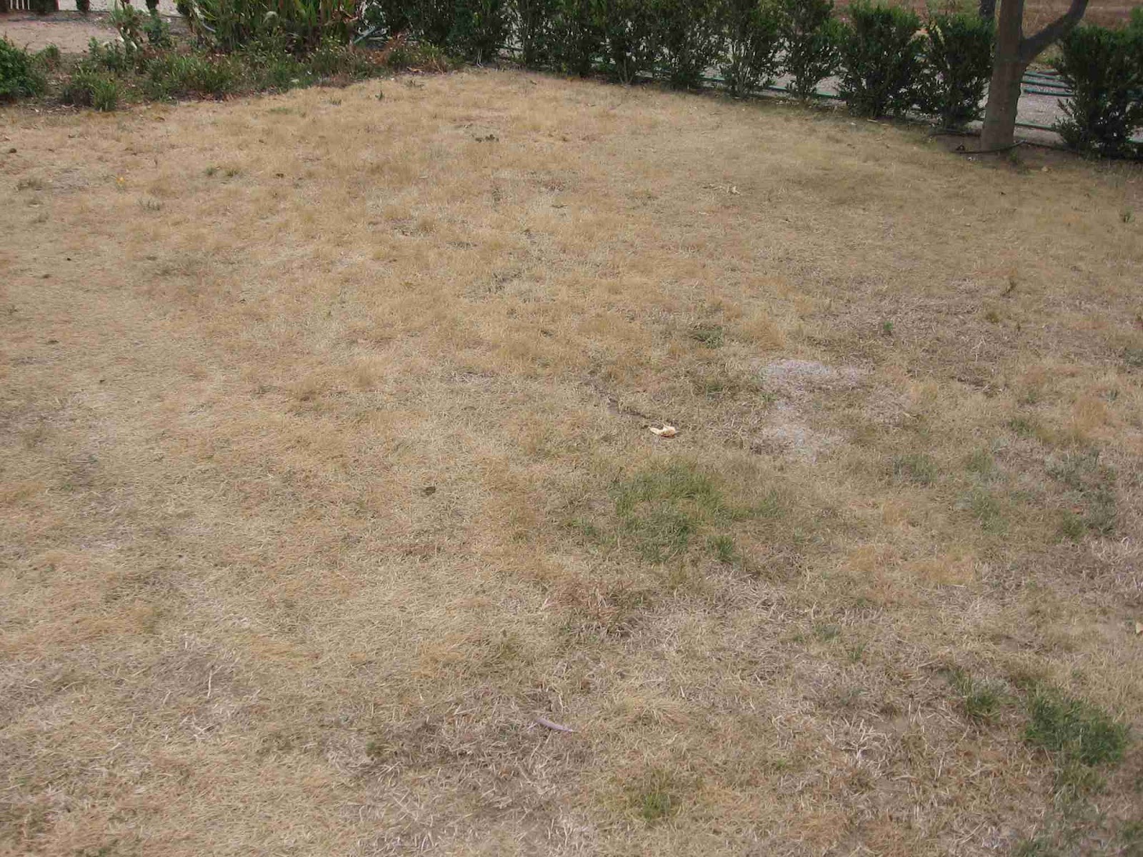 Galhos & Bugalhos: julho 2012