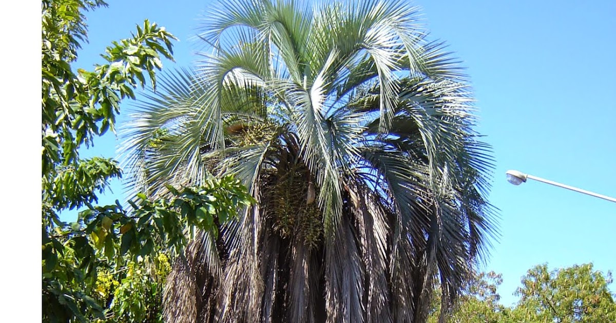 v e r d e c h a c o: Yatay