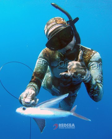 Red Sea Ocean Adventures: Malolo Queen