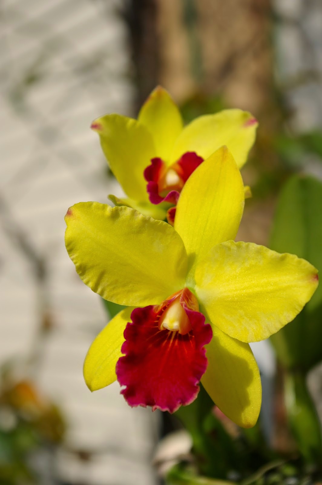 カトレヤの写真ブログ: Rlc. 〔旧 Pot.〕 Little Toshie "Gold Country", AM/AOS