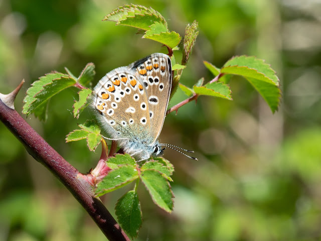 Noar Hill National Nature Reserve, Selbourne | Focusing on Wildlife