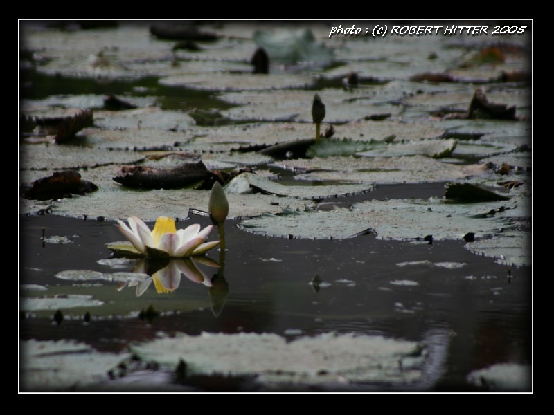 Pictures-Photos-Képek-Imagini - © - ROBERT HITTER: REZERVATIA NATURALA ...