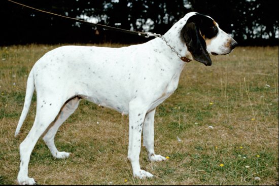 Extreme Dog Breeds: Gascon Saintongeois