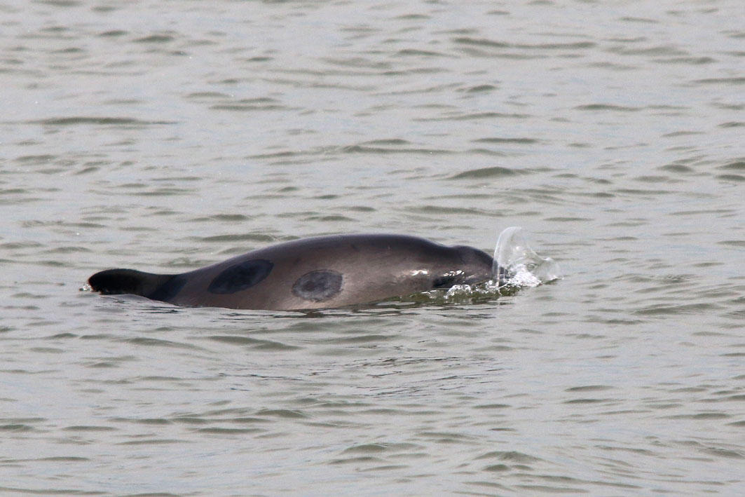 VLIEGBEELD: Bruinvissen tussen de pieren van IJmuiden.