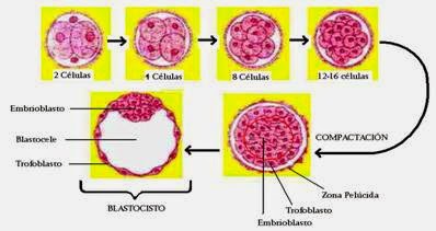 La moda de hoy.: Desarrollo embrionario