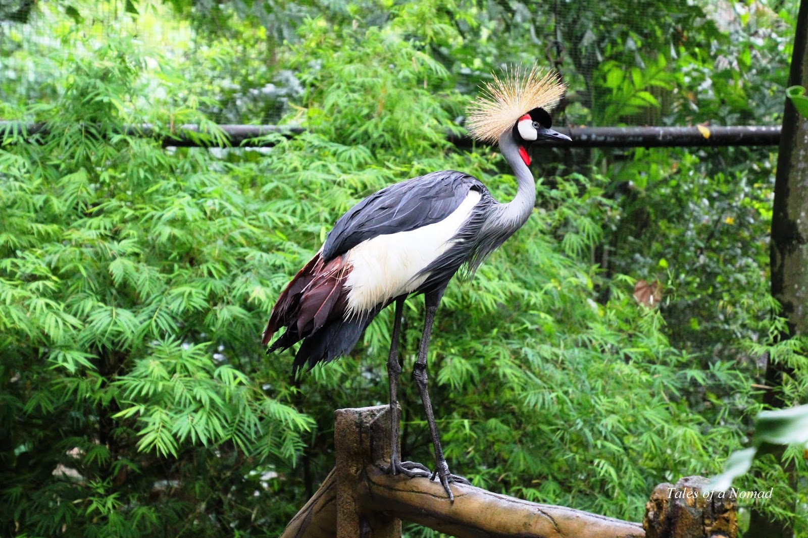 Tales Of A Nomad: Sunway Lagoon- Multitude of Fun