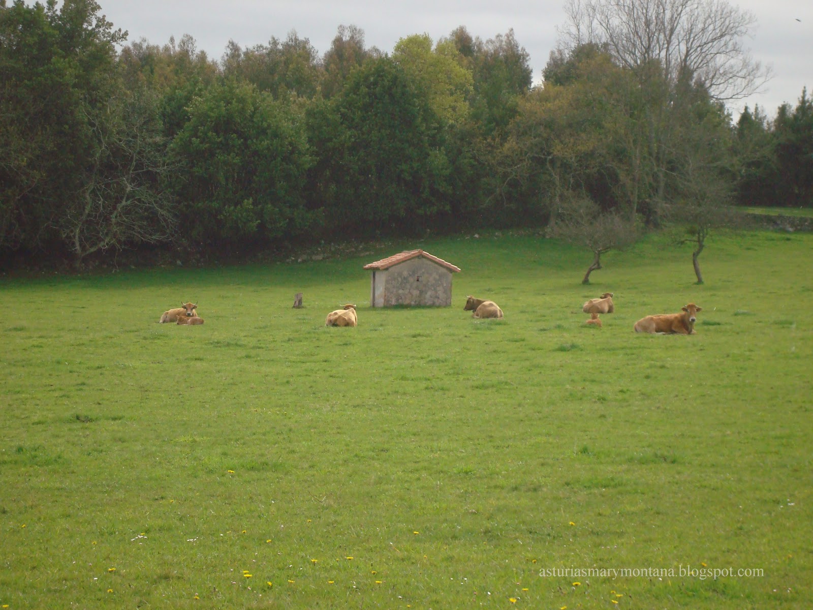 Asturias Mar y Montaña: PR-AS 135 RUTA DE GOBIENDES