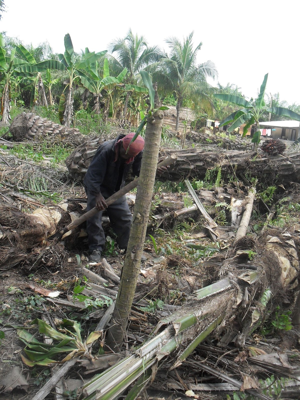 PALM WINE BREWERY AND LOCAL GIN DISTILLATION: PICTURES OF TAPPING PALM WINE
