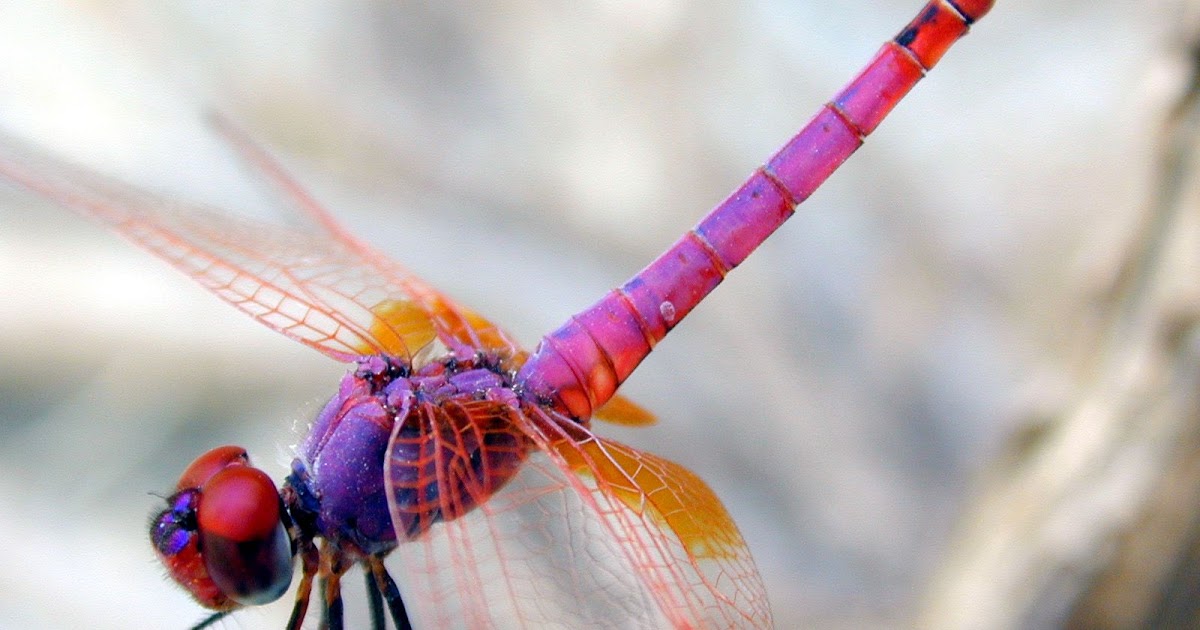 EL CAU DE CALPURNI: LIBÈL·LULA