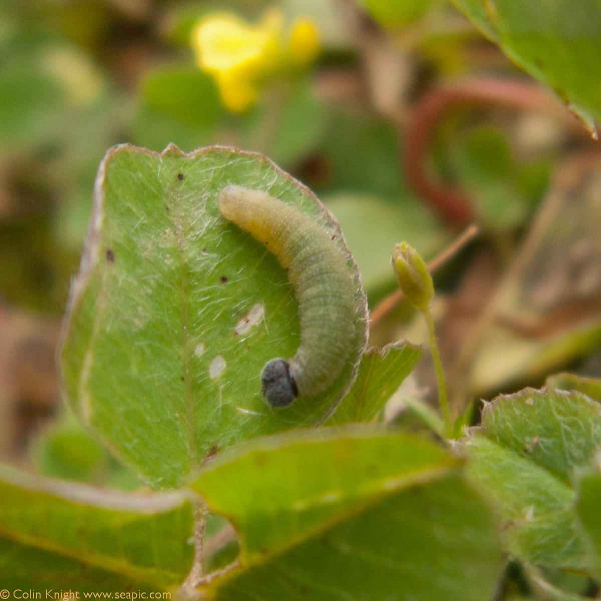Postcards from Sussex: Big Sussex Butterfly Count
